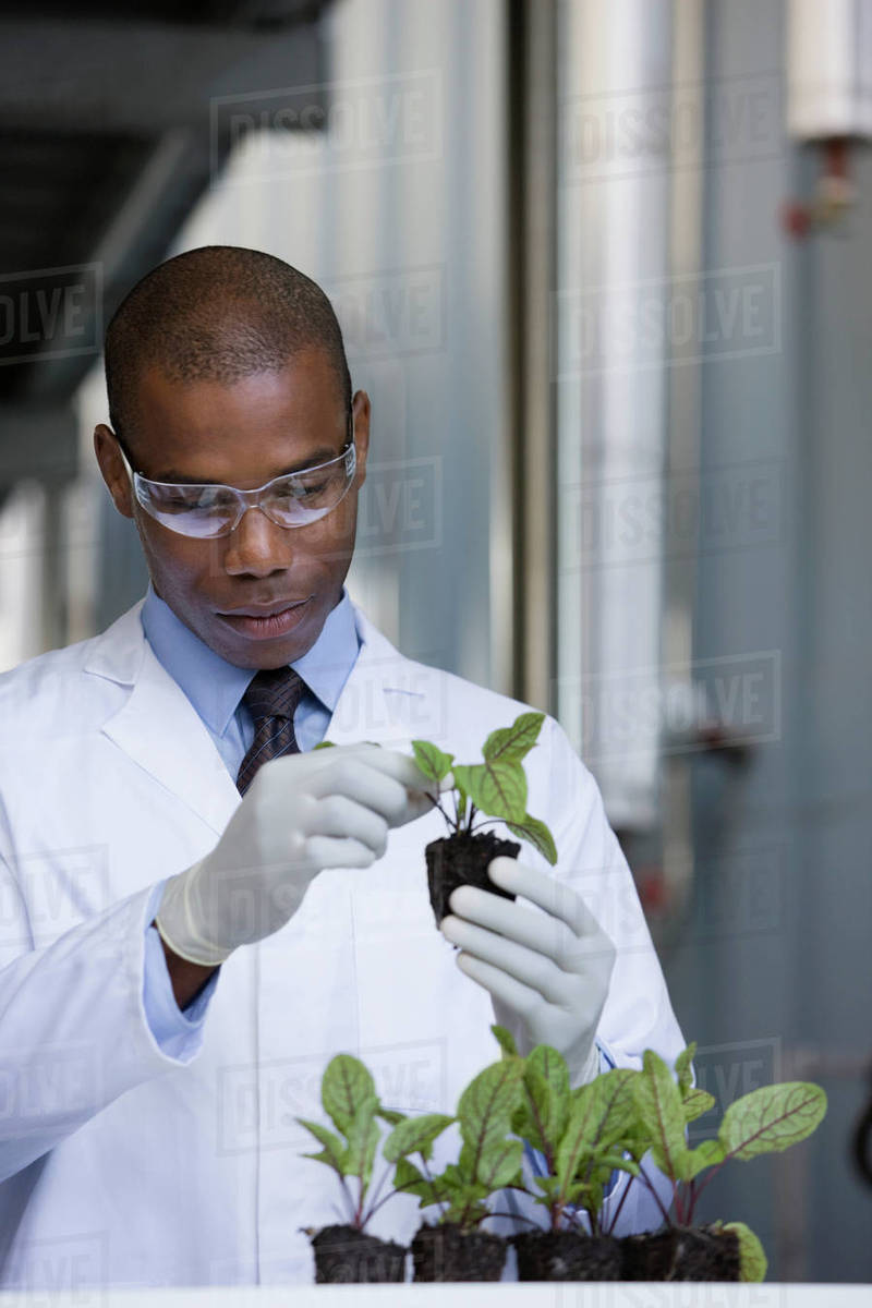 African scientist examining seedlings in factory - Stock Photo - Dissolve