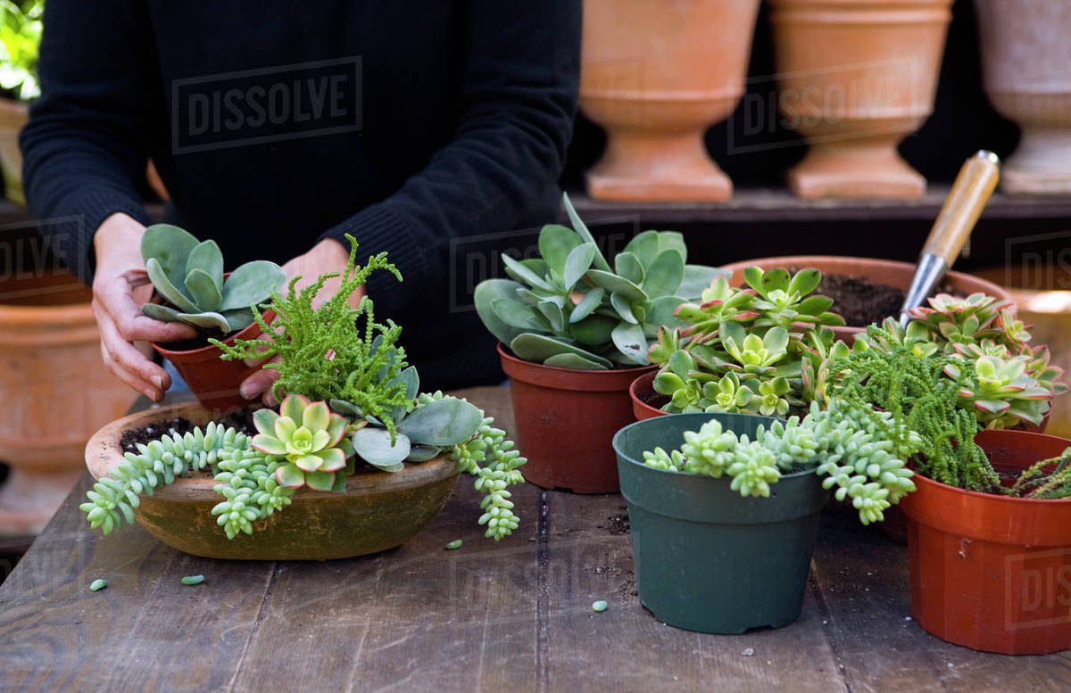 Person putting plants into pot - Stock Photo - Dissolve