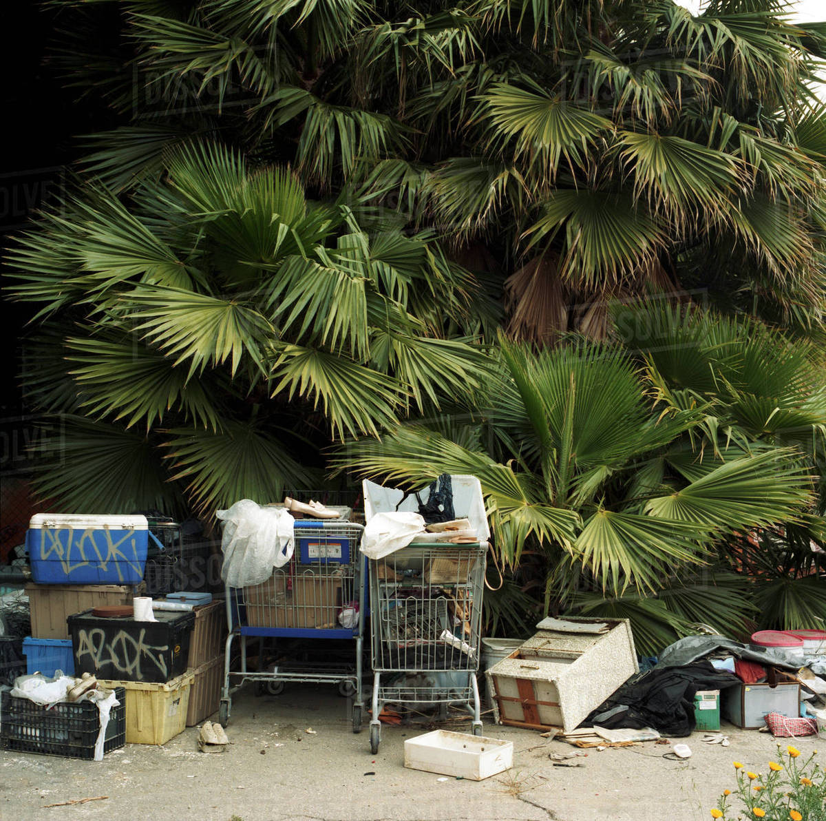 Trash and shopping carts underneath palm tree - Stock Photo - Dissolve