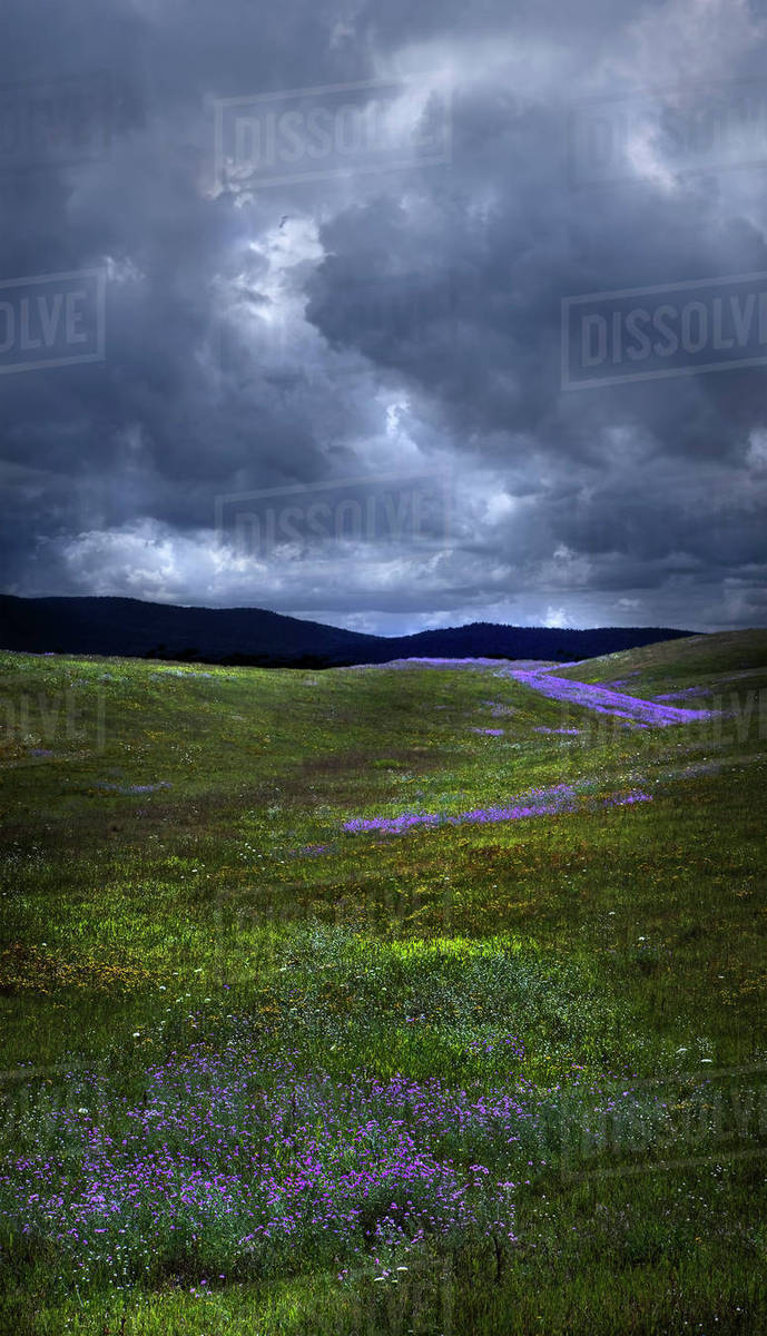 Flowers growing in rural field under storm clouds - Royalty-free Stock ...