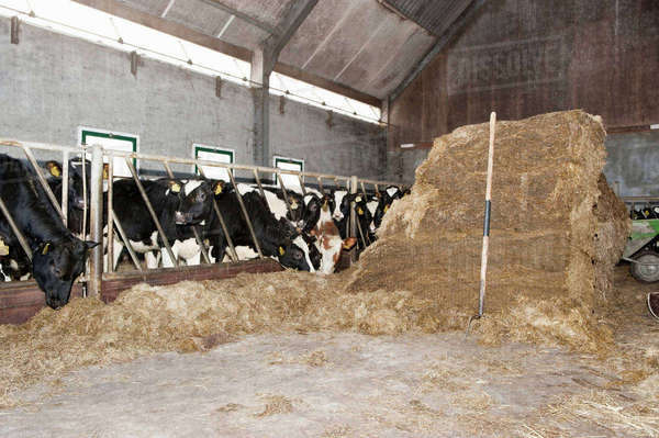 Heifers in a dairy stable, with small hay stack and pitch fork ...