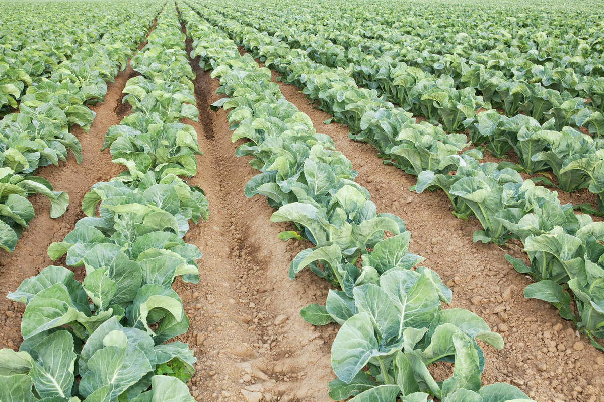 Vegetable crop - Royalty-free Stock Photo | Dissolve