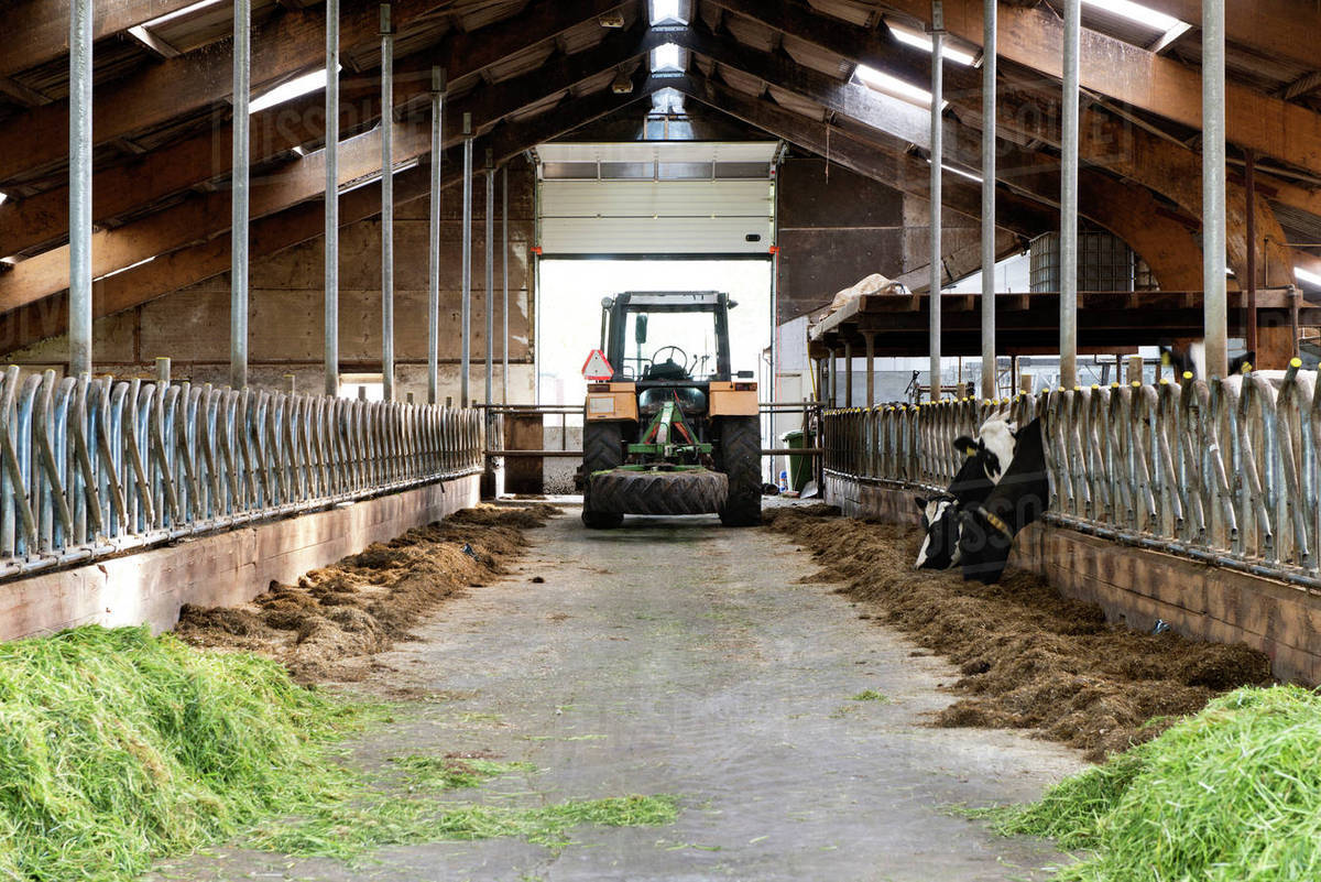 Dairy Farm - Stock Photo - Dissolve