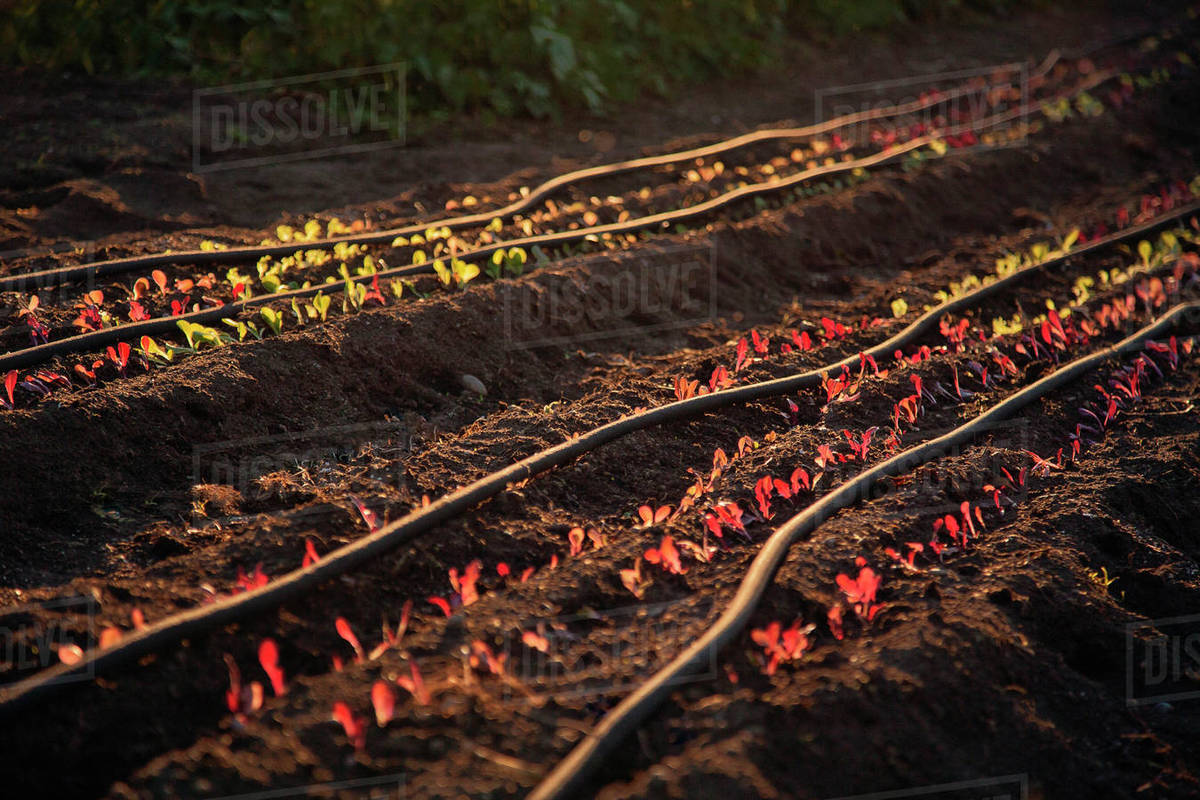 Seedlings growing in crop field - Royalty-free Stock Photo | Dissolve