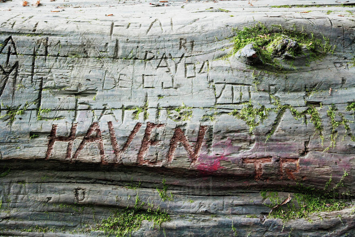 Closes up of names carved in redwood log - Royalty-free Stock Photo ...