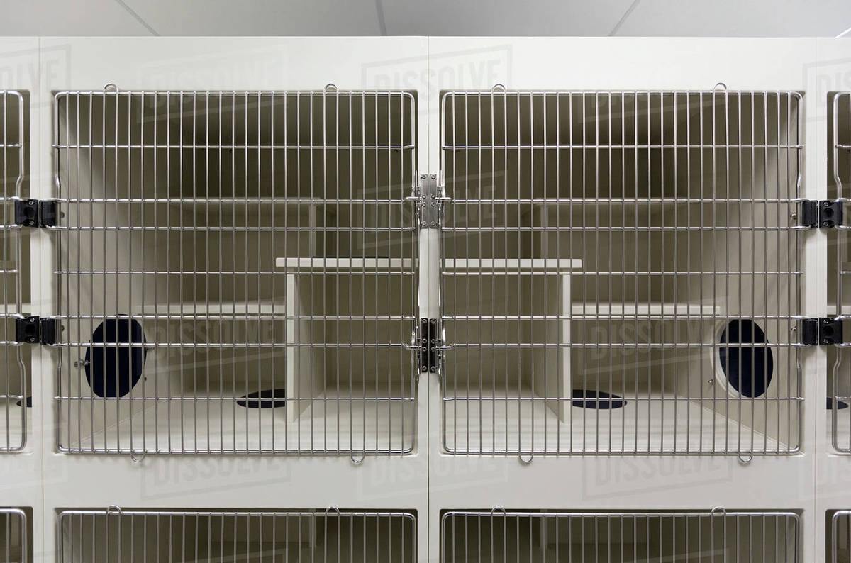 Metal doors of empty cages in animal shelter - Royalty-free Stock Photo ...