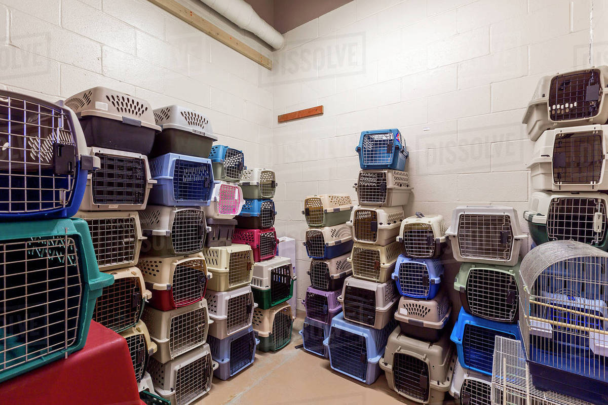 Empty pet crates stacked in room in animal shelter - Stock Photo - Dissolve