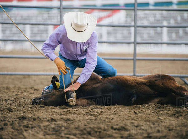 Caucasian cowboy tying cattle in rodeo - Stock Photo - Dissolve