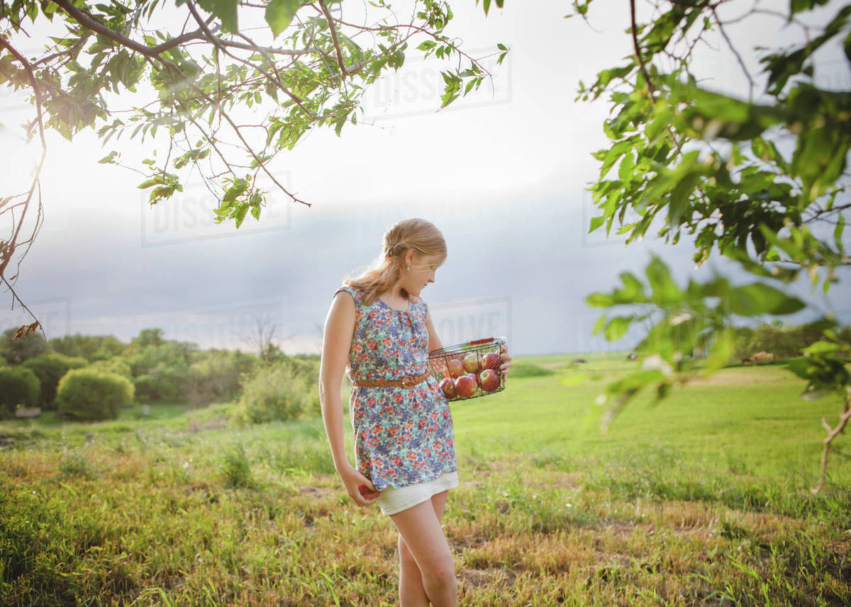 Caucasian girl picking fruit in orchard - Stock Photo - Dissolve