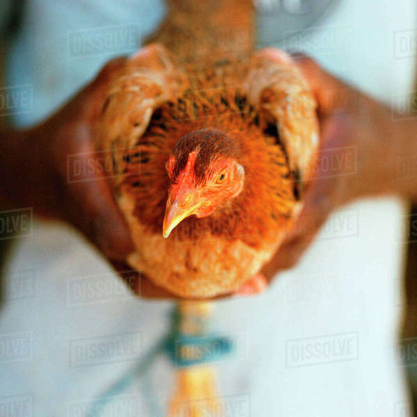 Close up of hands holding chicken - Stock Photo - Dissolve