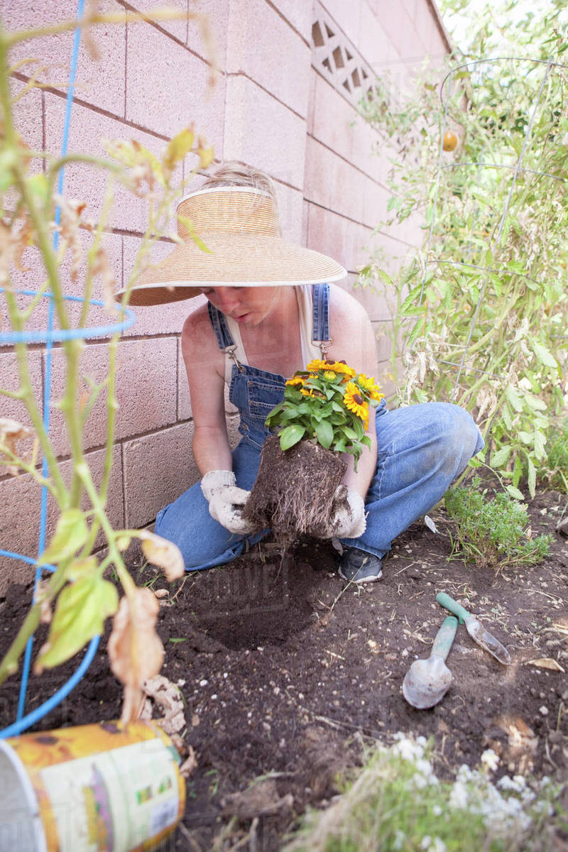 Mixed race farmer planting flowers in garden - Stock Photo - Dissolve