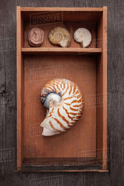 Seashells in display shelf - Stock Photo - Dissolve