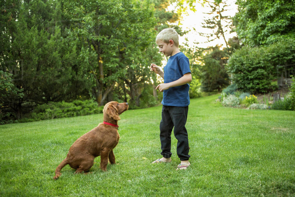 Caucasian boy training dog in grass - Royalty-free Stock Photo | Dissolve