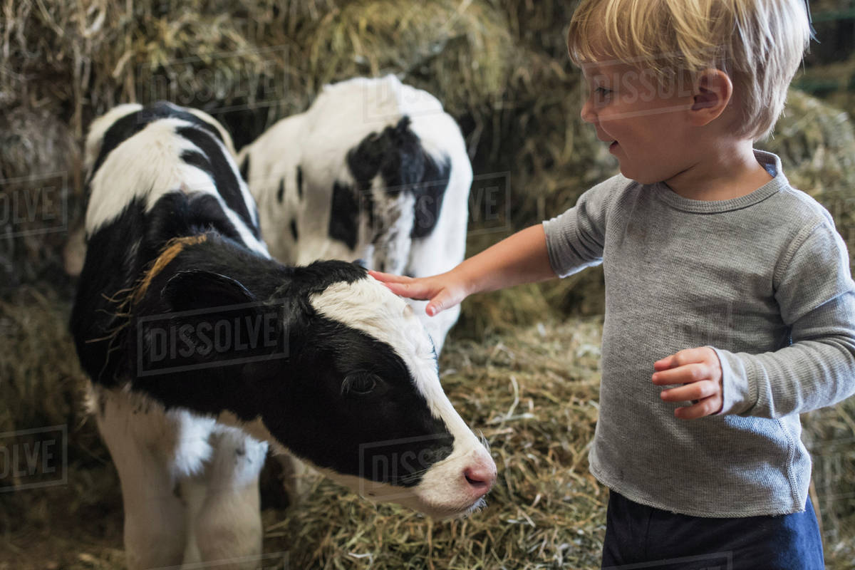Caucasian boy petting cow in barn - Royalty-free Stock Photo | Dissolve