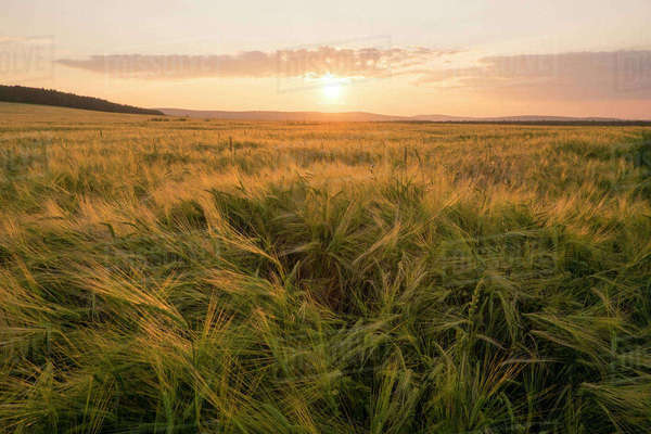 Field of tall grass at sunset - Stock Photo - Dissolve