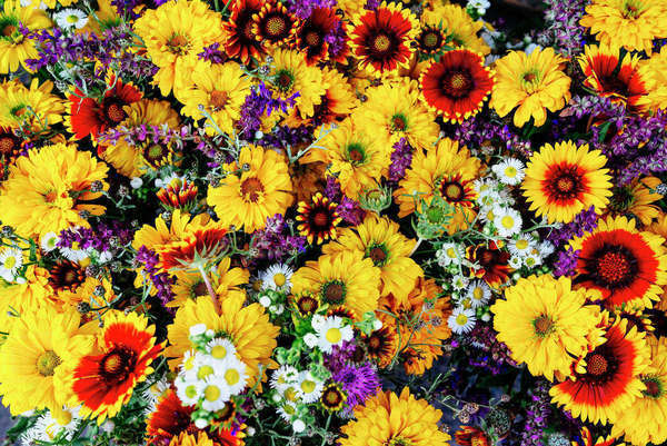 Multicolor flowers - Stock Photo - Dissolve
