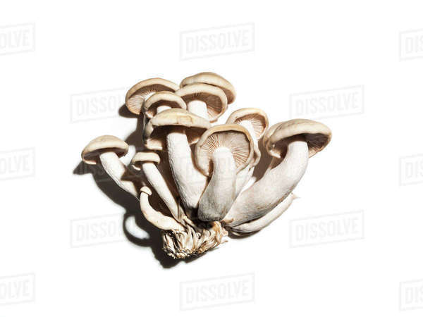 Clamshell mushrooms - Stock Photo - Dissolve