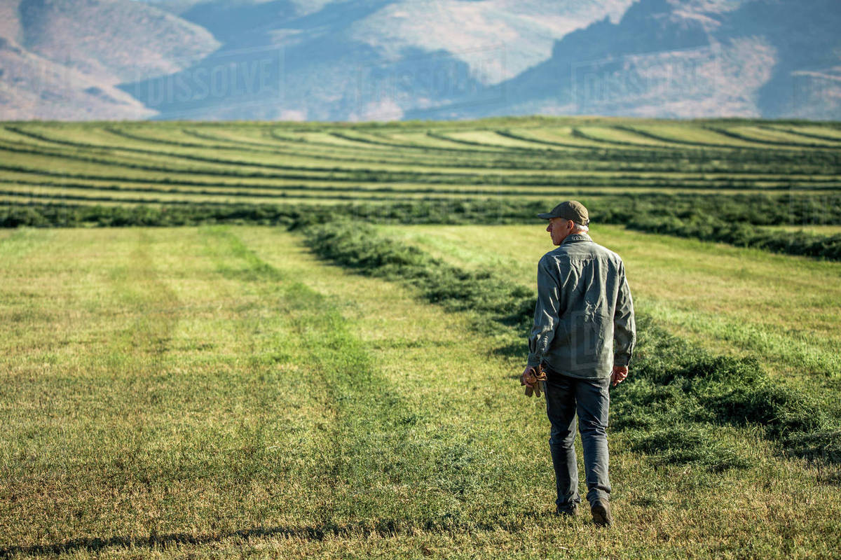 Caucasian farmer walking in field checking crop - Royalty-free Stock ...