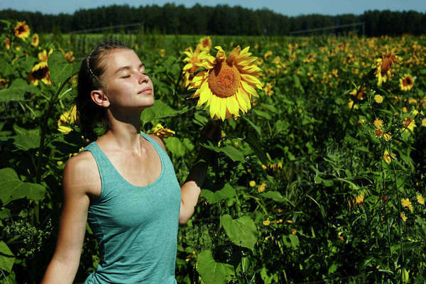 Caucasian girl smelling sunflowers in field - Stock Photo - Dissolve