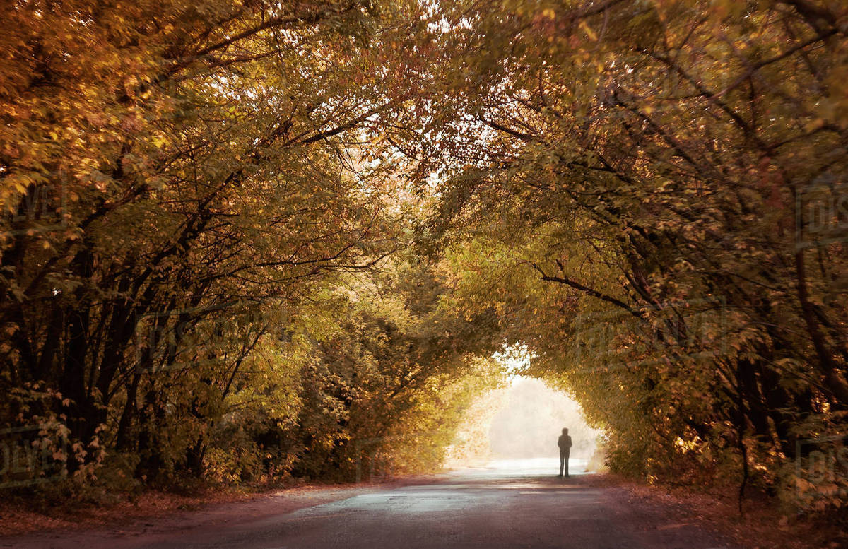 Silhouette of distant boy standing under tree canopy - Royalty-free ...