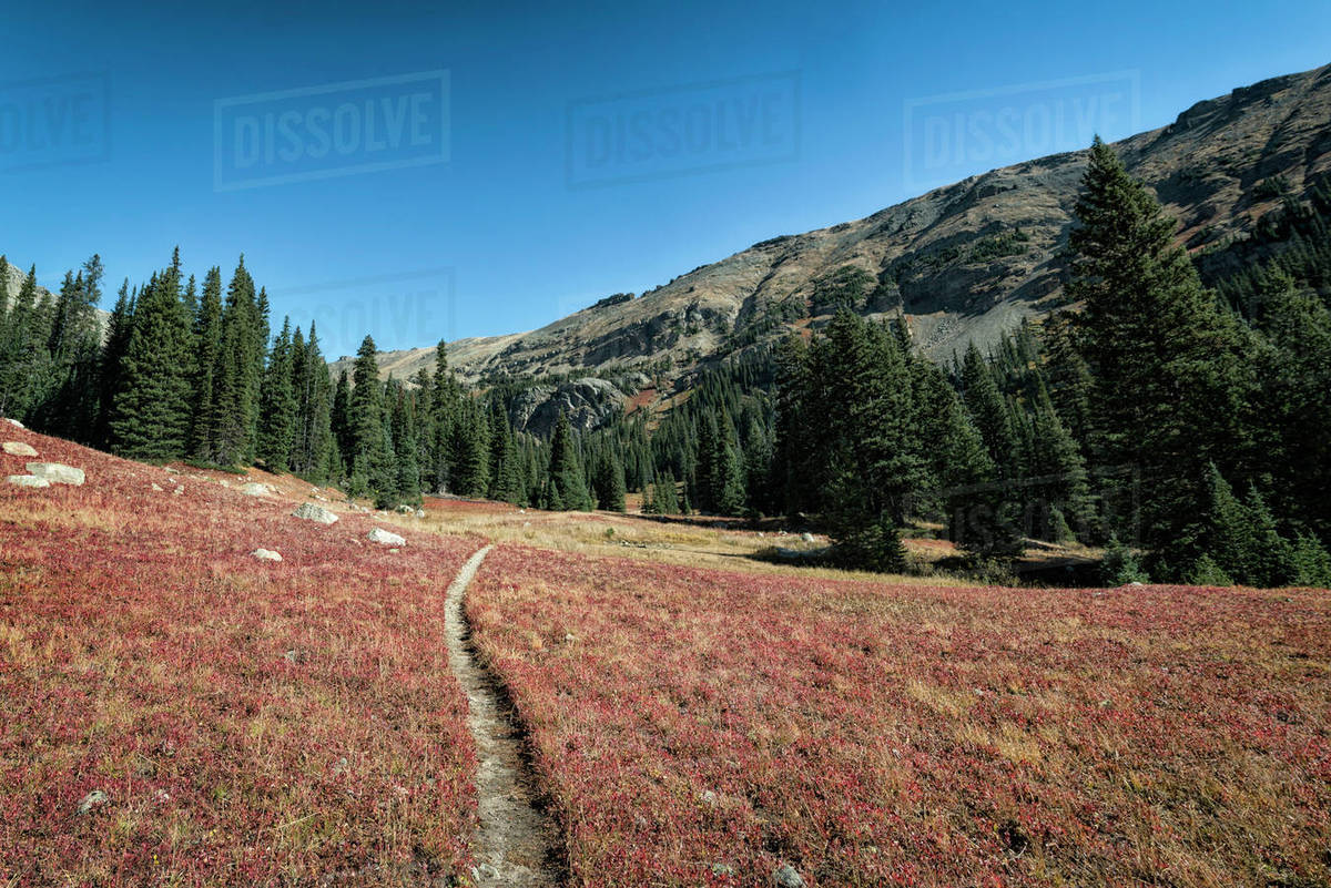 Trail to trees in rolling landscape - Royalty-free Stock Photo | Dissolve