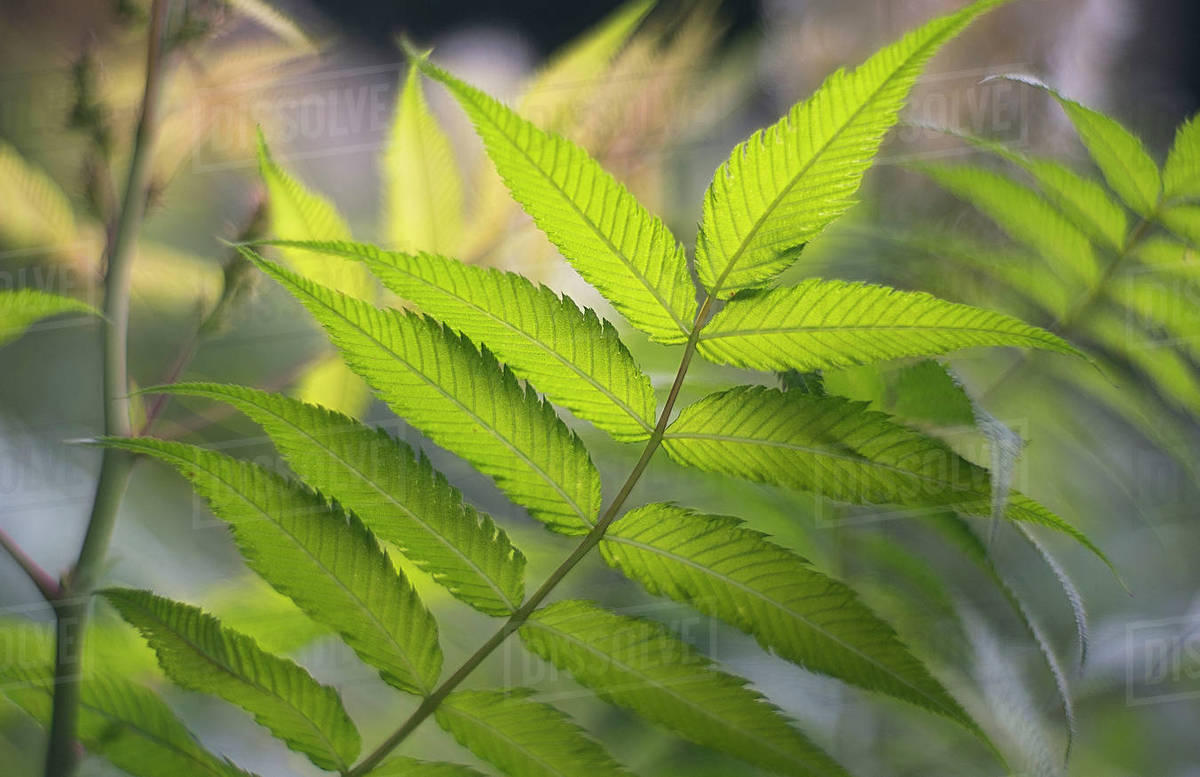 Green leaves on stem - Stock Photo - Dissolve
