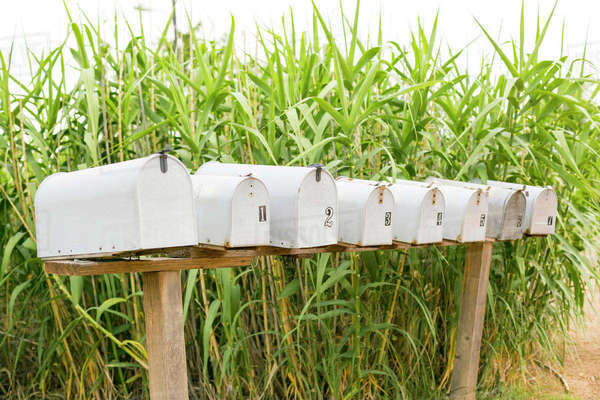 Row of mailboxes near corn stalks - Royalty-free Stock Photo | Dissolve
