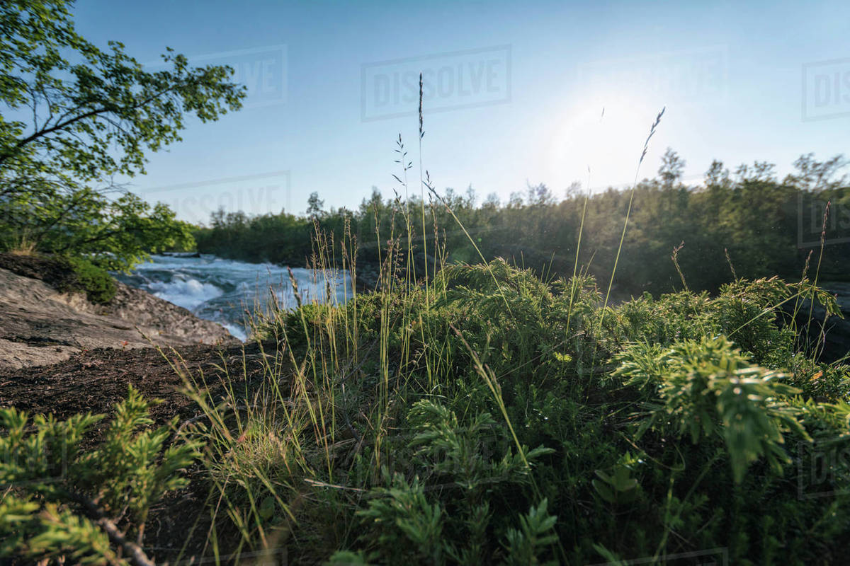 Foliage near remote river - Stock Photo - Dissolve