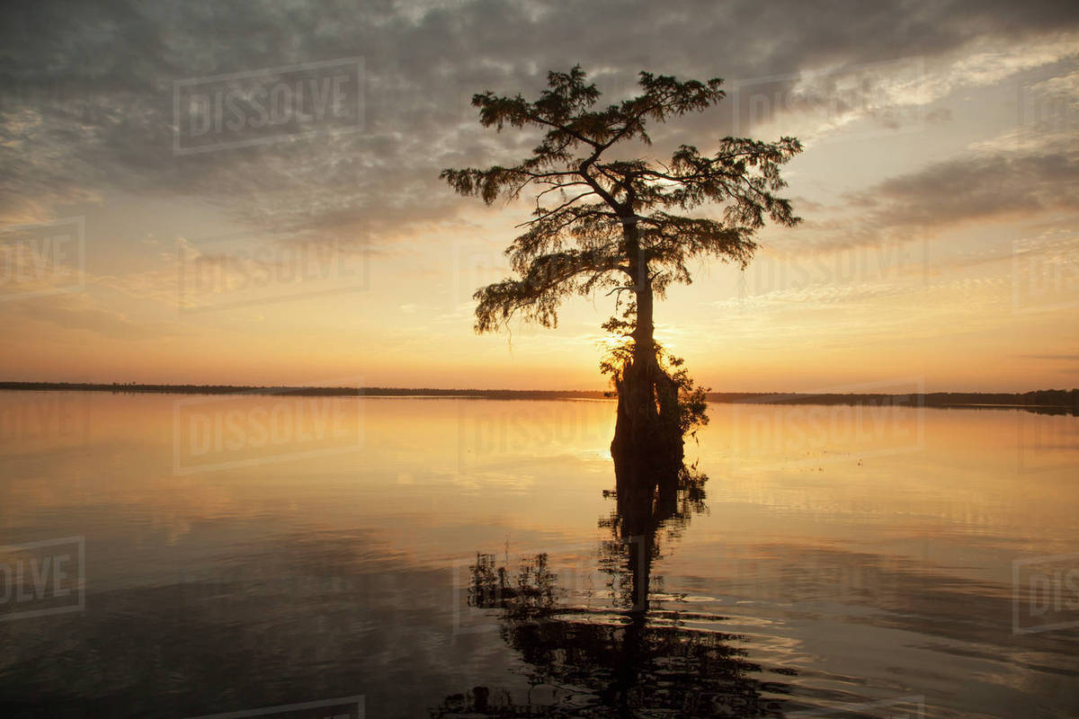 Reflection of tree in river at sunset - Royalty-free Stock Photo | Dissolve