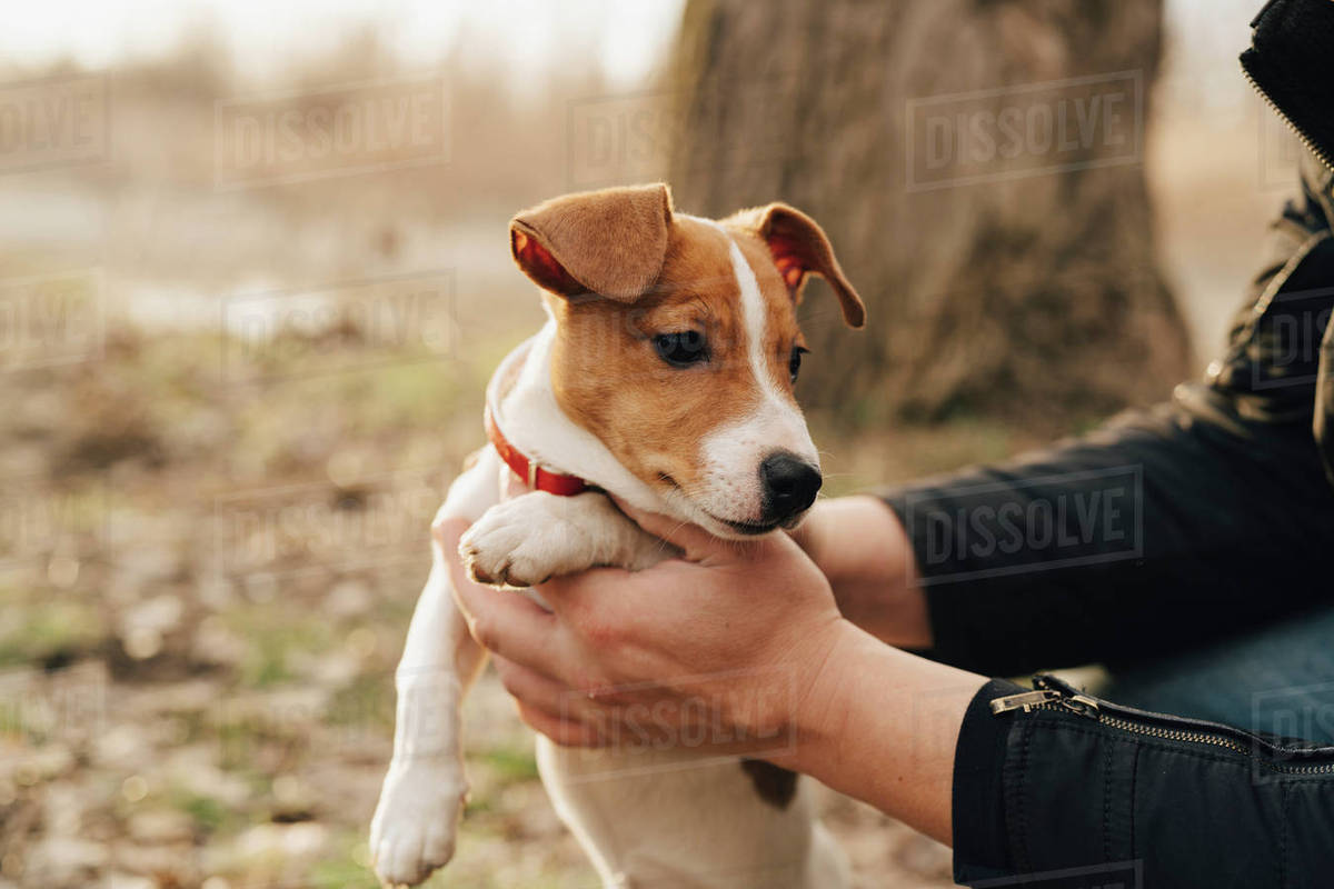 Hands of person lifting dog - Stock Photo - Dissolve
