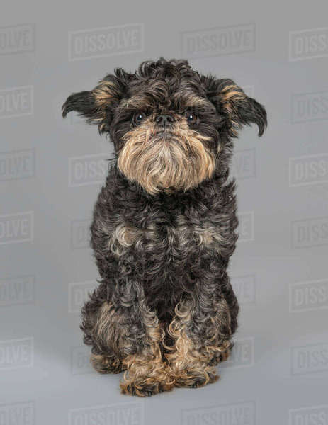 Portrait of serious dog - Stock Photo - Dissolve