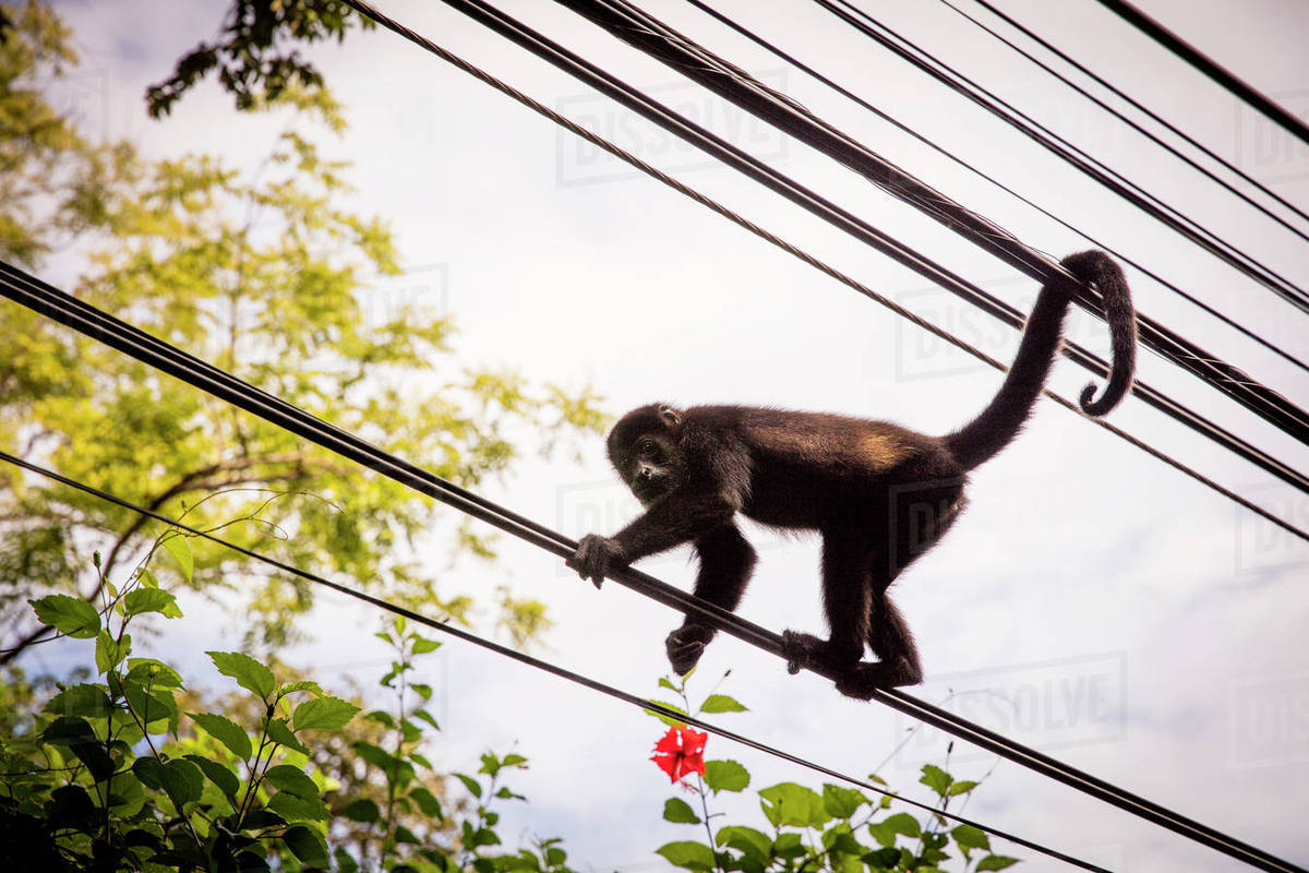 Monkey climbing on wires - Stock Photo - Dissolve