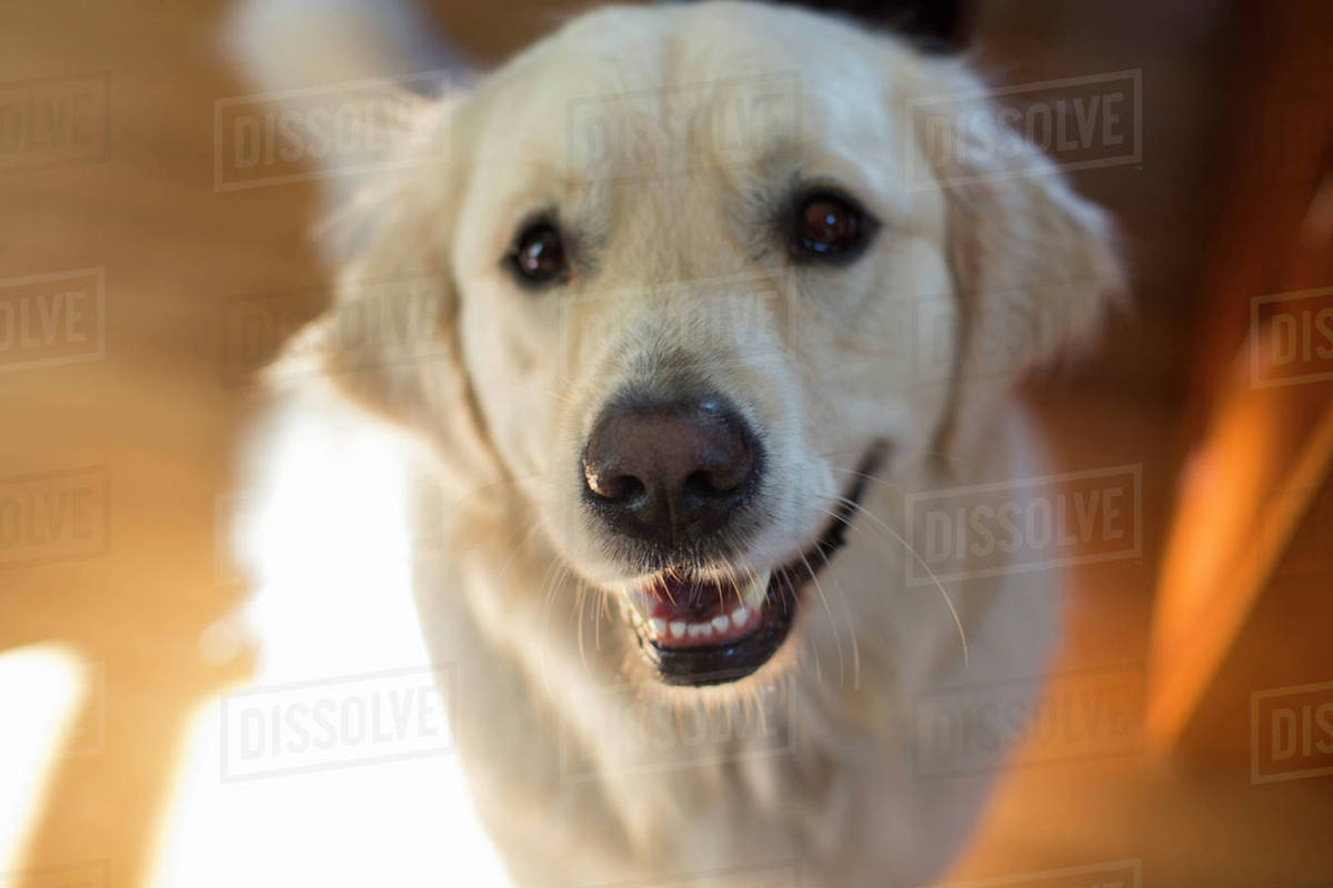 Portrait of smiling dog - Royalty-free Stock Photo | Dissolve