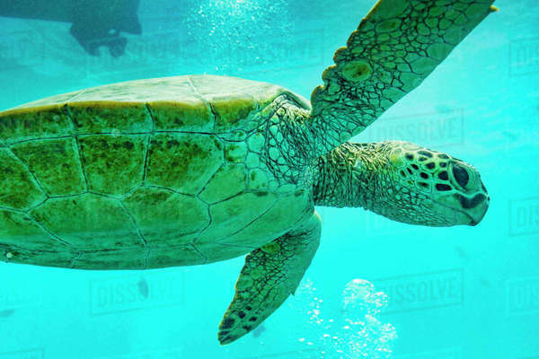 Close up of swimming sea turtle - Stock Photo - Dissolve