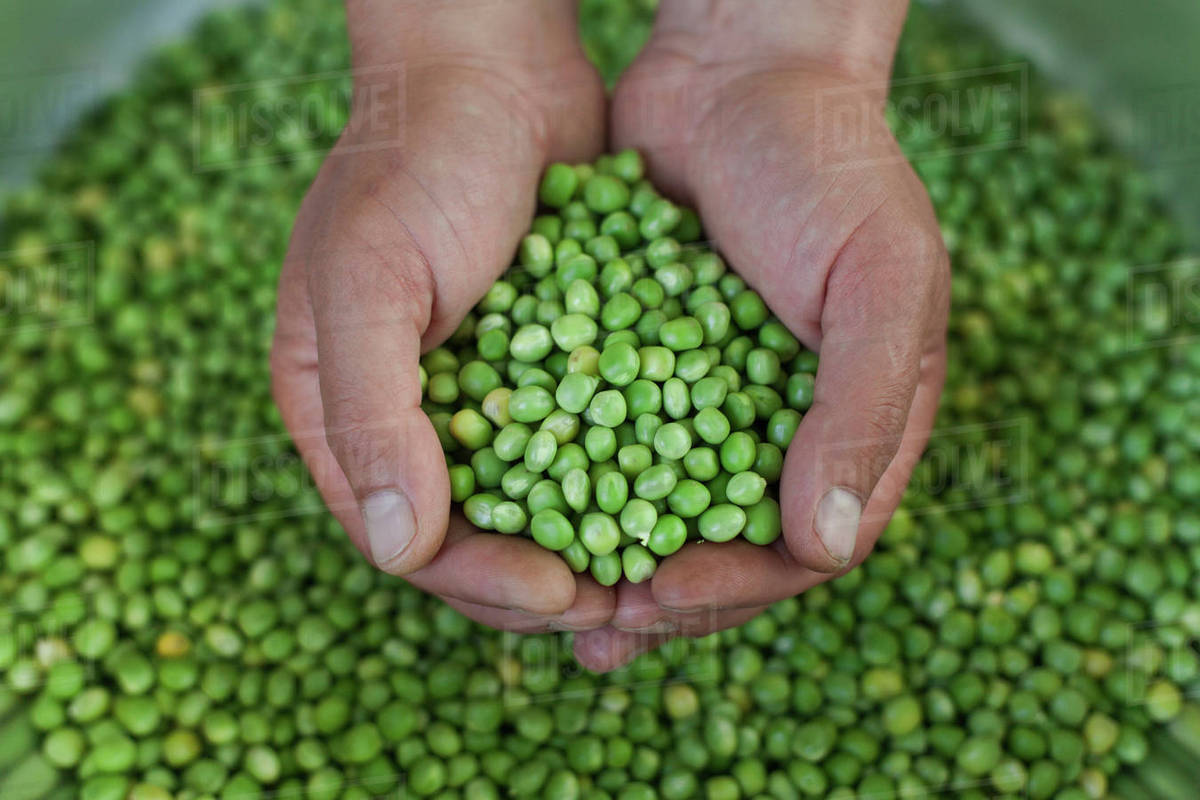 Hands holding green peas - Royalty-free Stock Photo | Dissolve