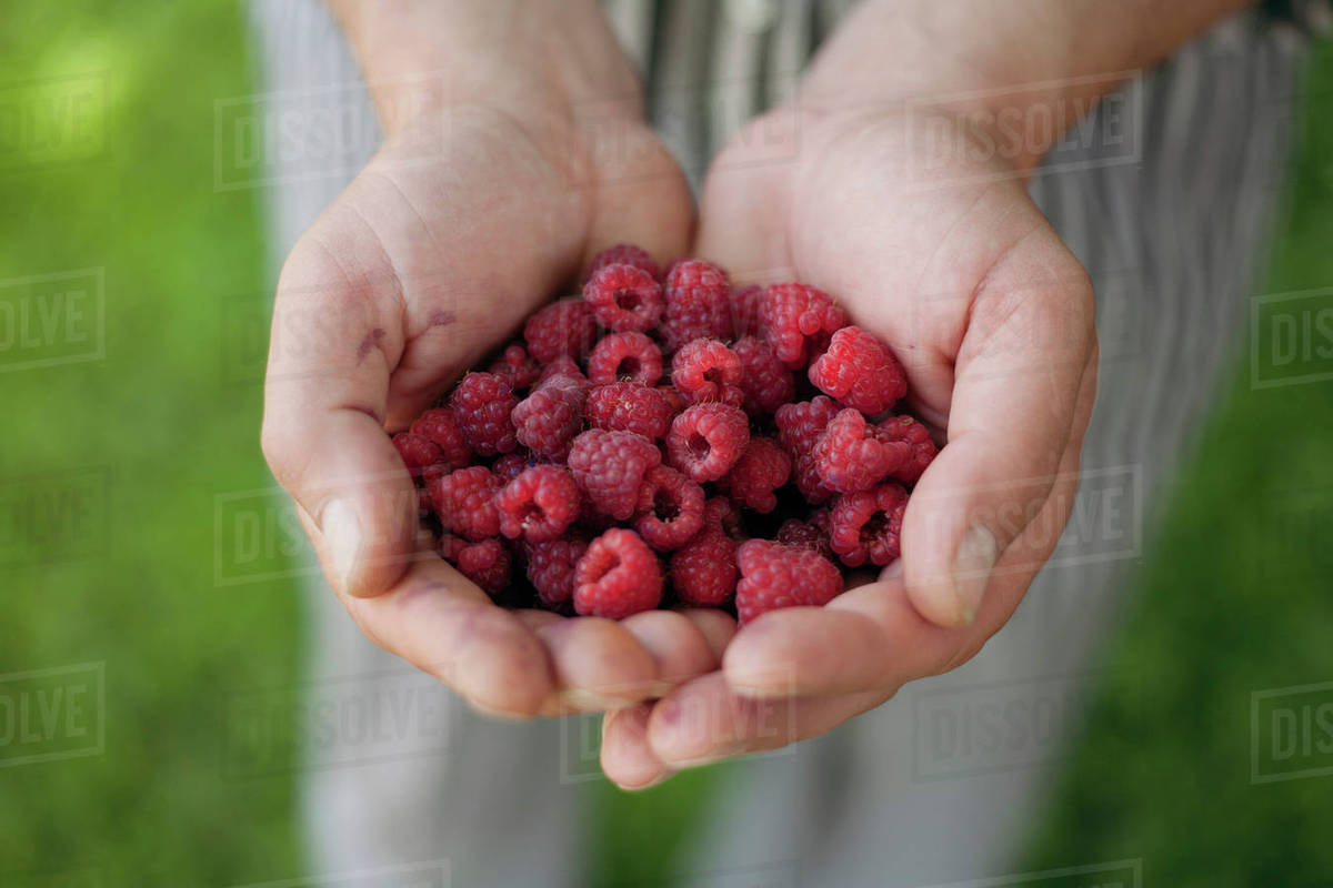 Hands holding raspberries - Royalty-free Stock Photo | Dissolve