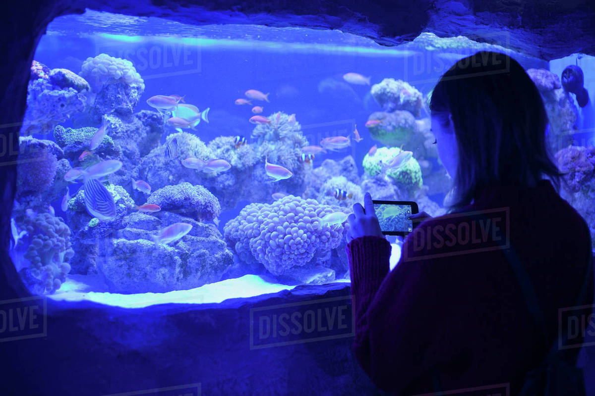 Caucasian woman photographing fish in aquarium - Royalty-free Stock ...