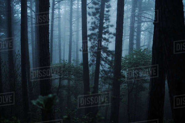 Fog in forest - Stock Photo - Dissolve