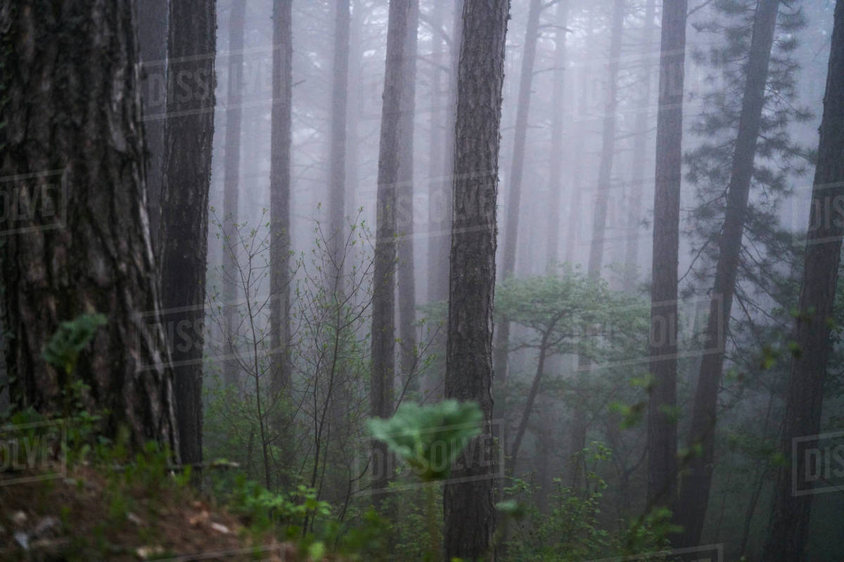 Fog in forest - Royalty-free Stock Photo | Dissolve