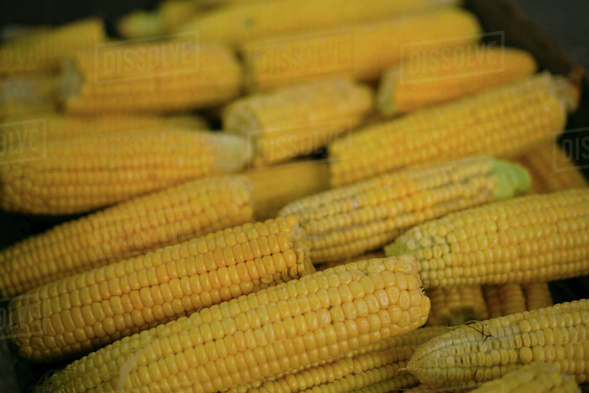 Pile of corn on cob - Stock Photo - Dissolve