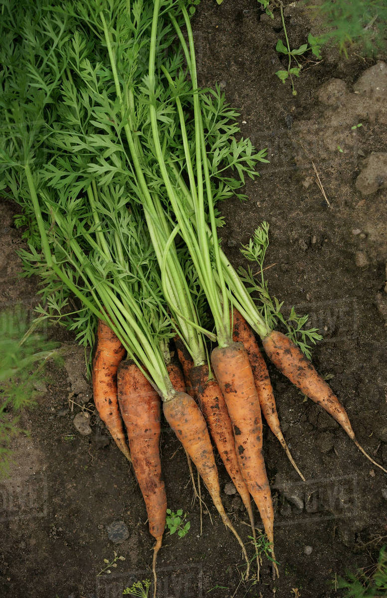 Close up of carrots in dirt - Stock Photo - Dissolve