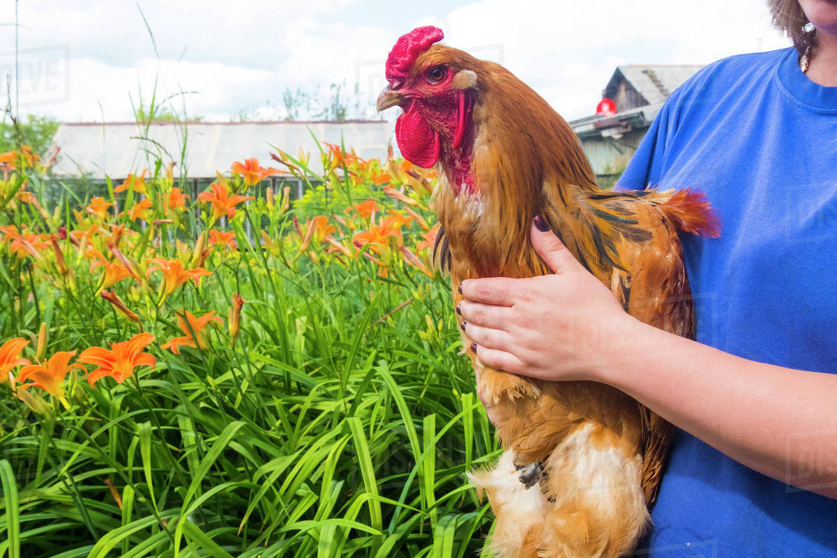 Close up of woman holding rooster on farm - Stock Photo - Dissolve