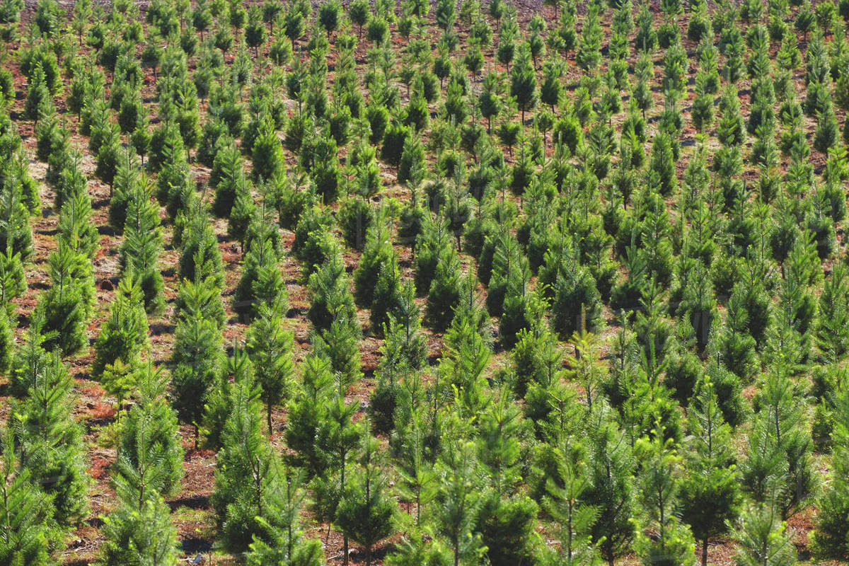 Aerial view of tree farm - Stock Photo - Dissolve