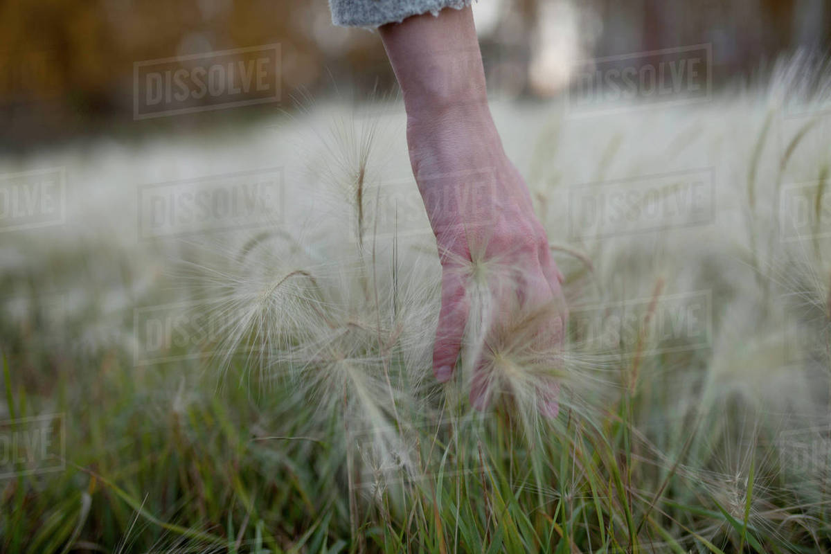 Hand of Caucasian woman picking hay seeds - Royalty-free Stock Photo ...