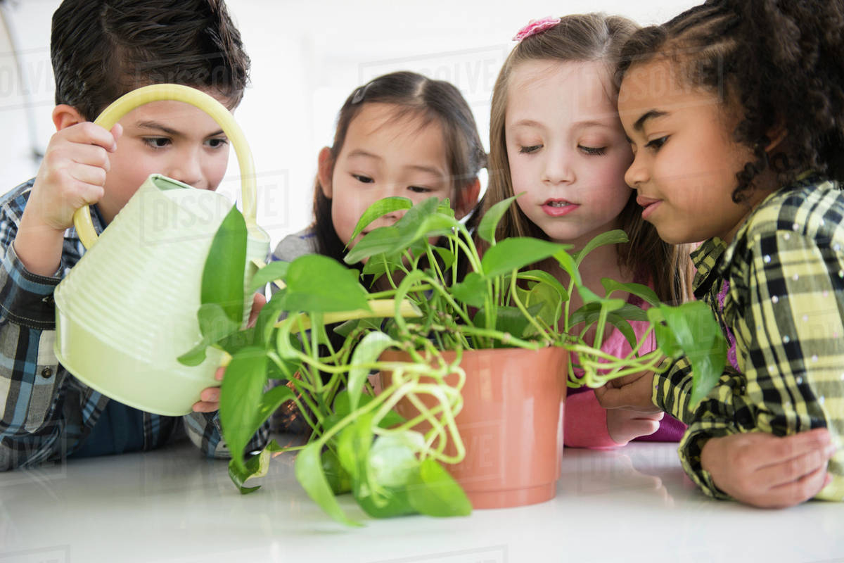 Children watering plant together - Royalty-free Stock Photo | Dissolve