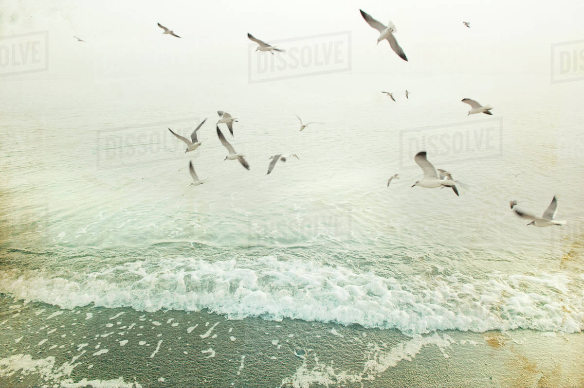 Birds flying over waves on beach - Royalty-free Stock Photo | Dissolve