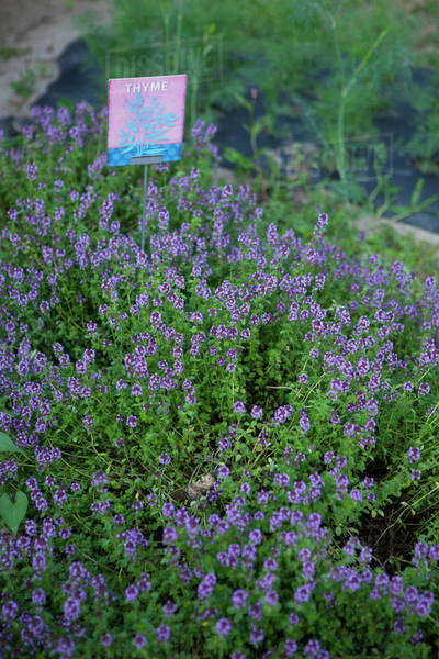 Close up of thyme growing outdoors - Stock Photo - Dissolve