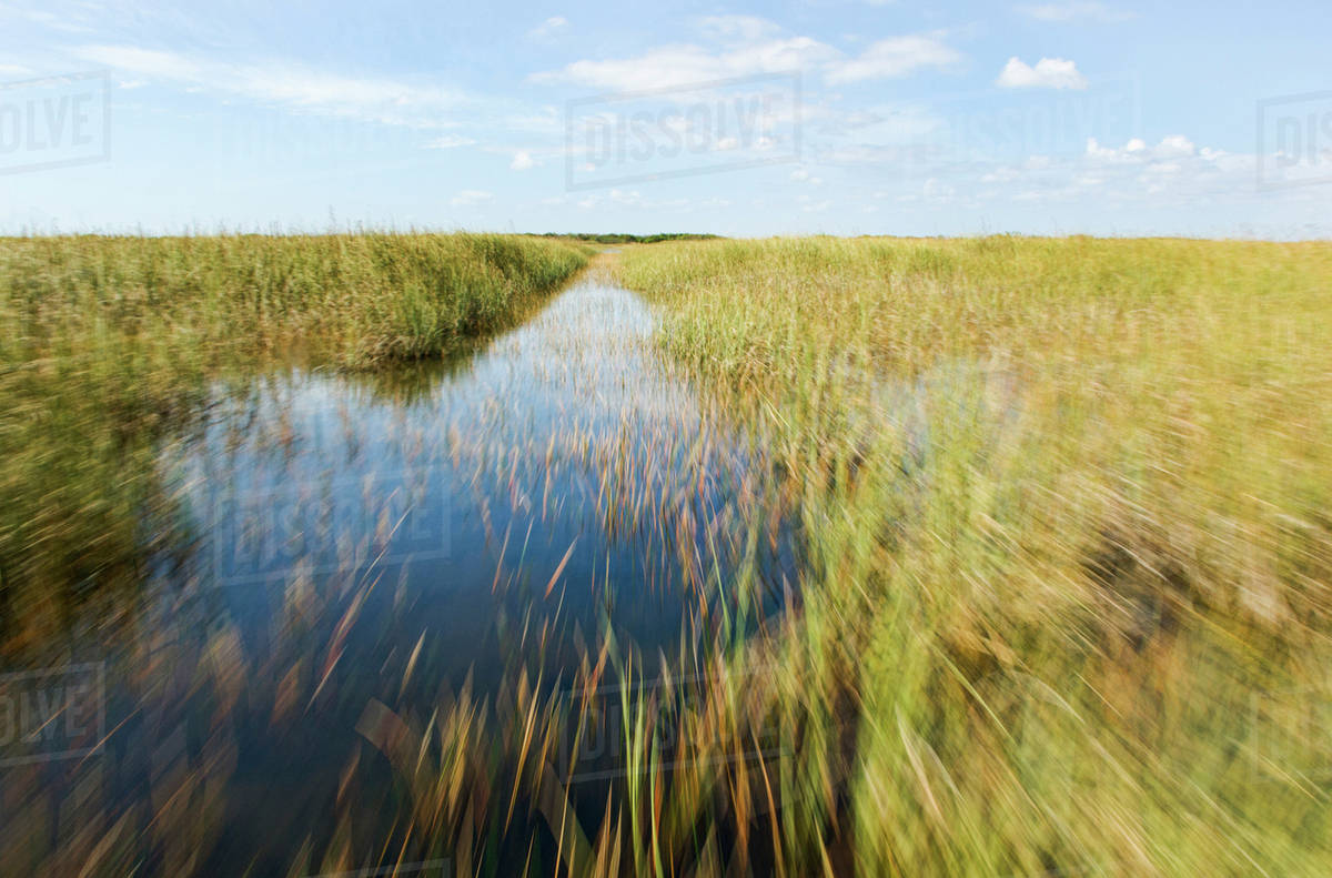 Blurred view of tall grass in remote swamp - Royalty-free Stock Photo ...