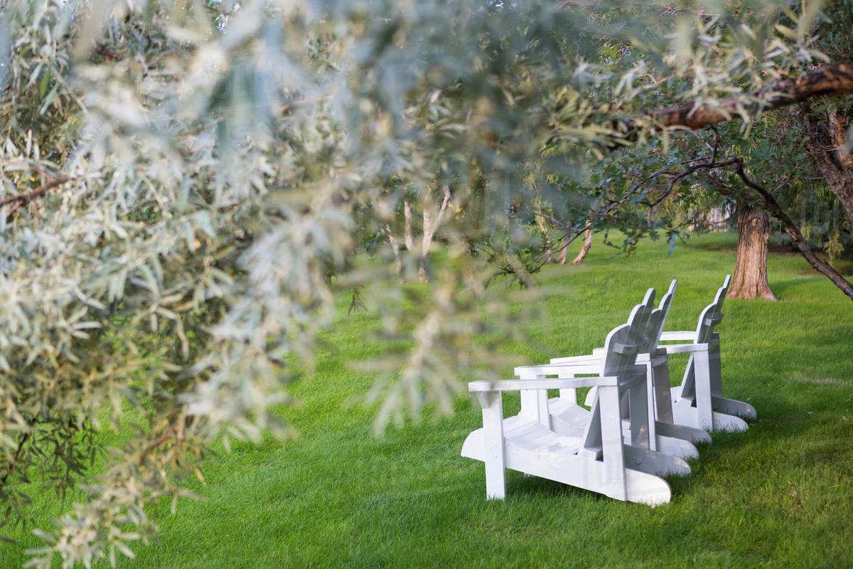 White adirondack chairs under tree - Royalty-free Stock Photo | Dissolve