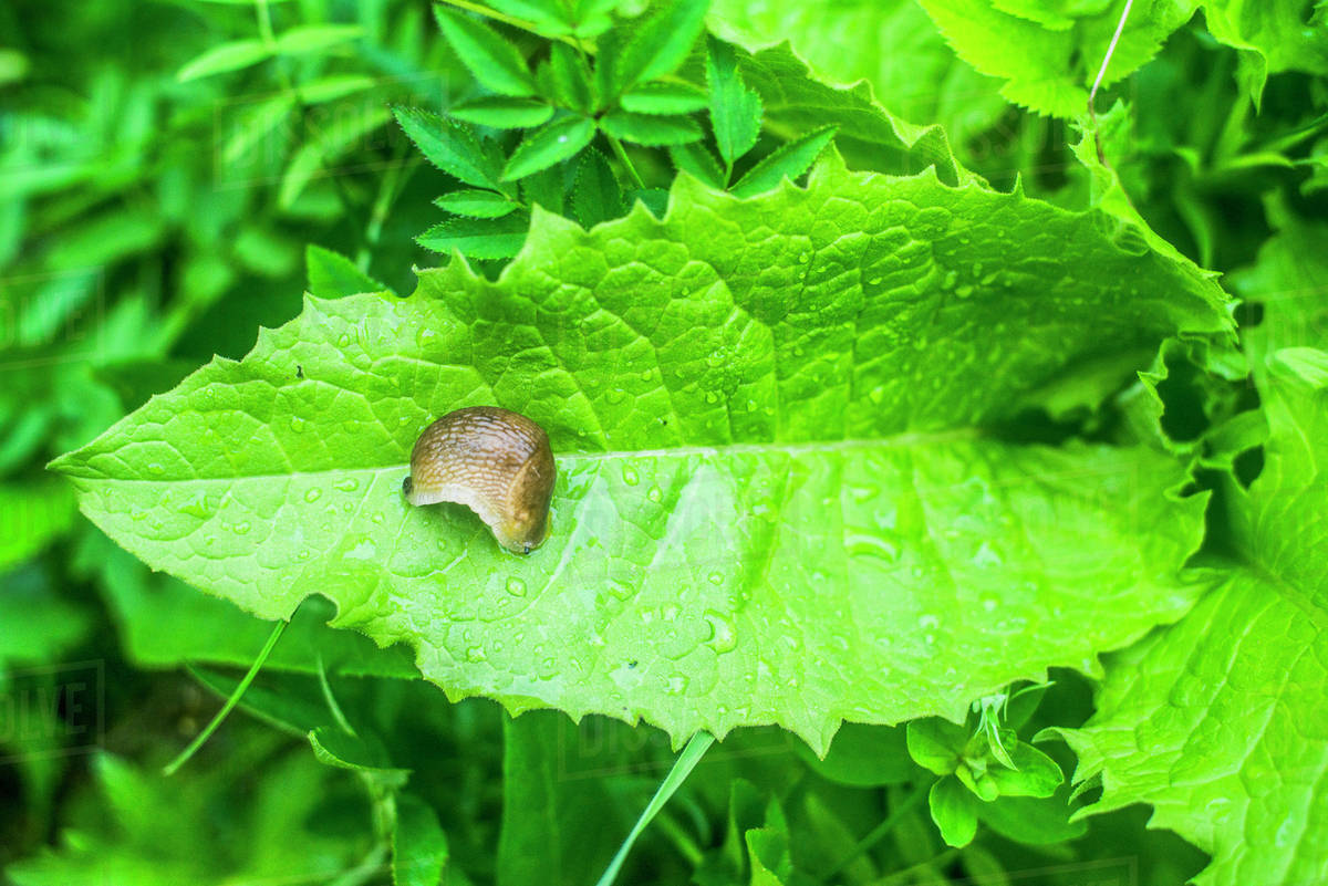 Close up of slug on wet leaf - Royalty-free Stock Photo | Dissolve